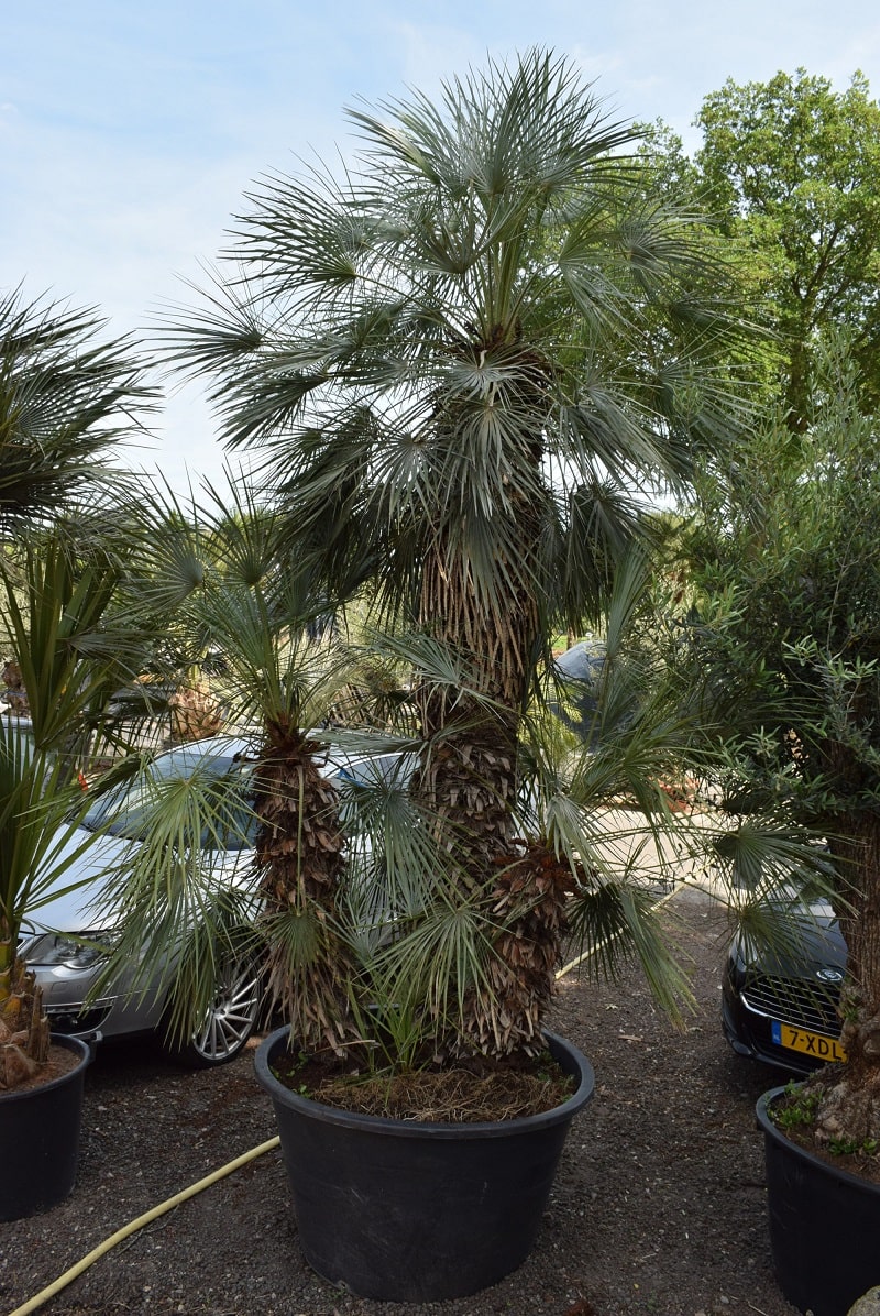 Chamaerops humilis Cerifera kaufen? Werfen Sie schnell einen Blick ...