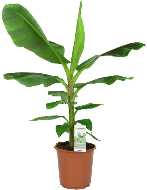 Musa acuminata Topf 21 – Tropische Bananenpflanze für drinnen ...