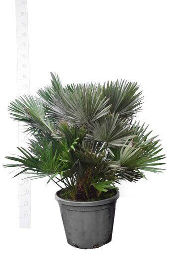 Chamaerops humilis Vulcano - totale hoogte 110-130 cm - pot Ø 50 cm ...