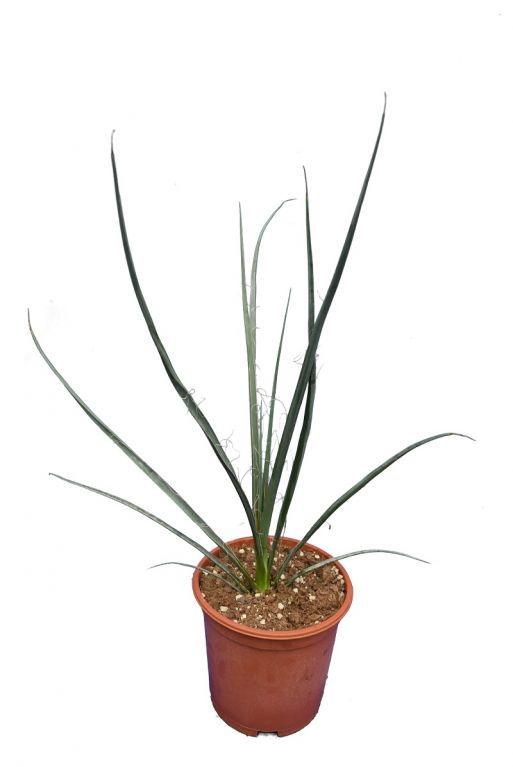 Hesperaloe parviflora - MyPalmShop