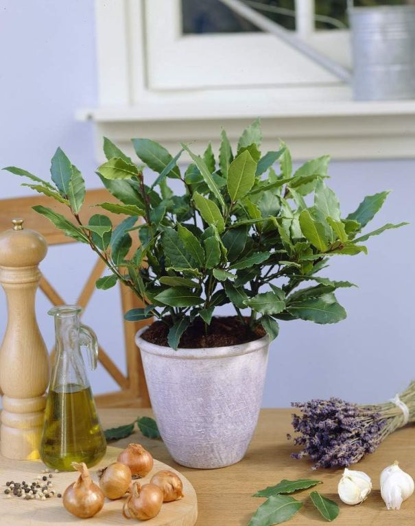 Laurus nobilis – Echter Lorbeerstrauch | MyPalmShop - MyPalmShop