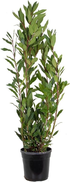 Laurus nobilis – Echter Lorbeerstrauch | MyPalmShop - MyPalmShop