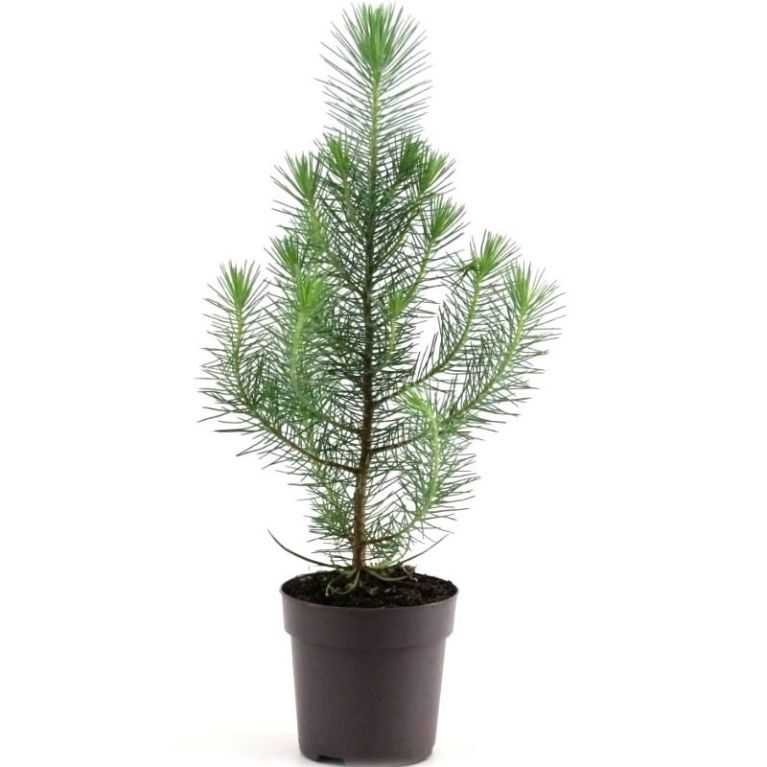 Pinus pinea Silver Crest - MyPalmShop